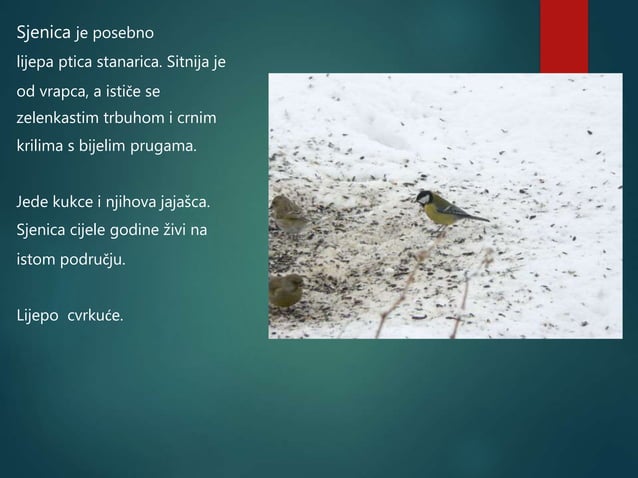 21. ptice stanarice | PPT