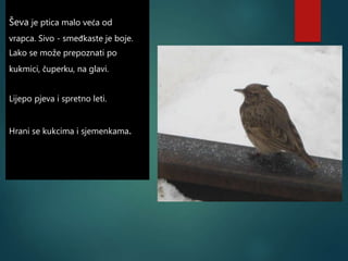 21. ptice stanarice | PPT