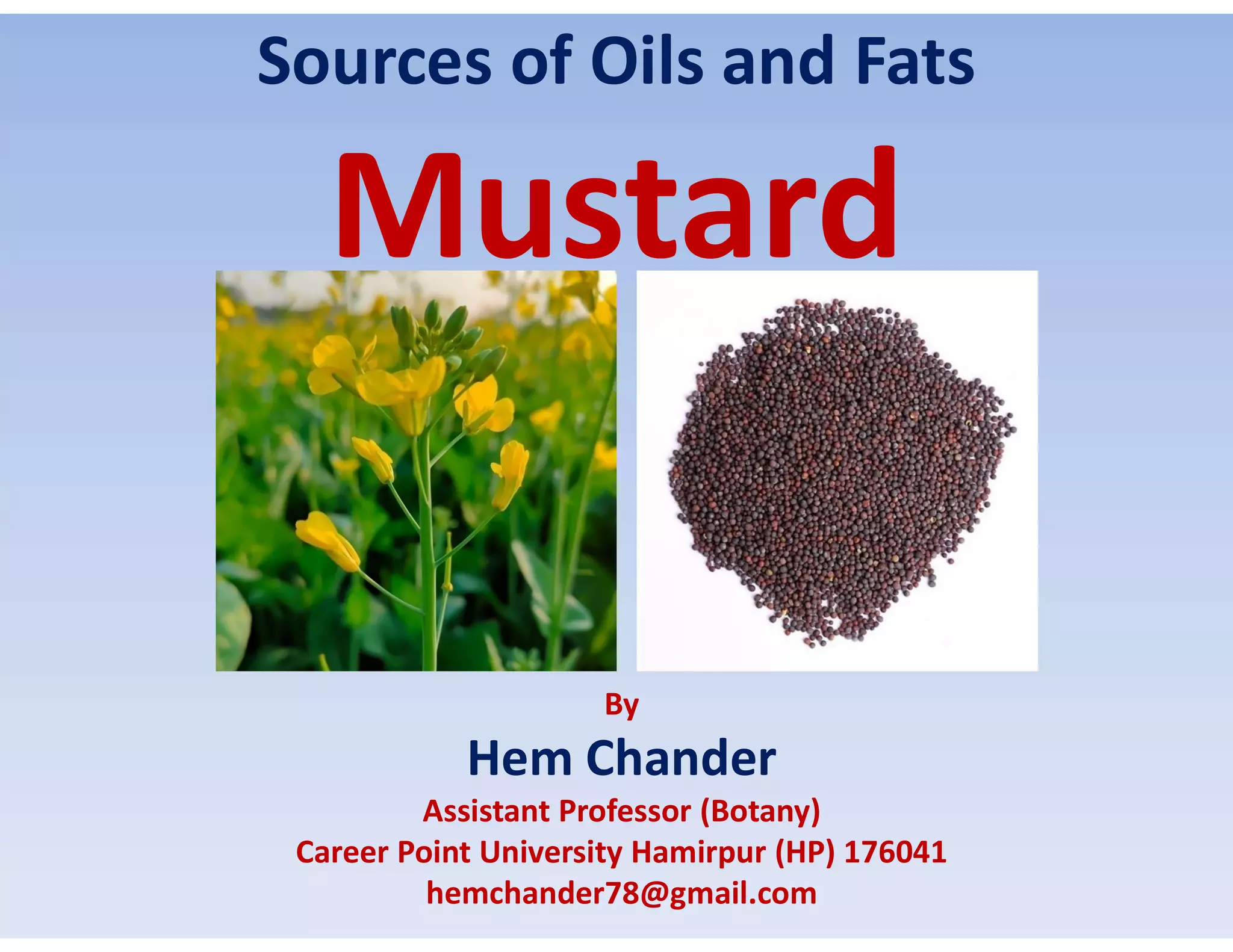 21. Mustard.pdf
