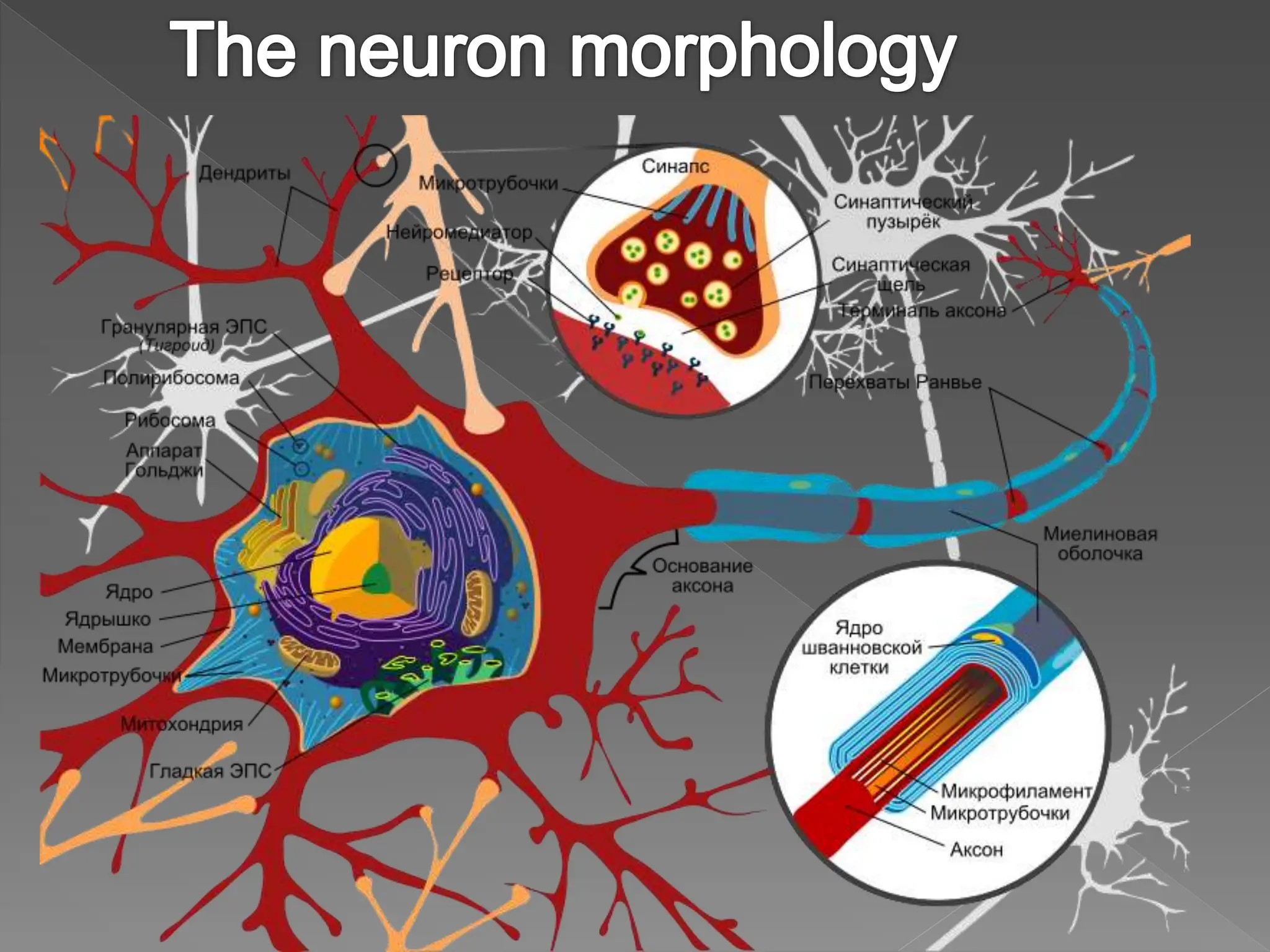 Nervous system pathology.ppt