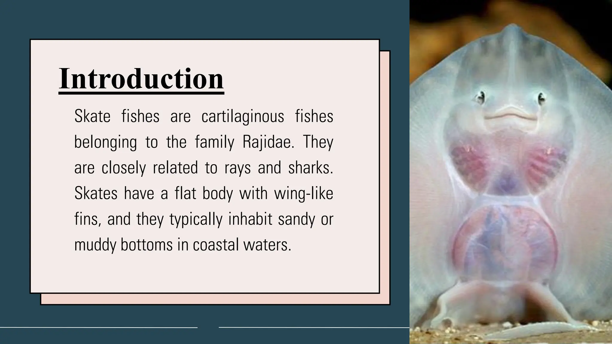 Skate Fish Introduction, Morphology & it's Characteristics. | PDF