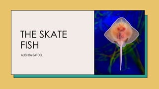 Skate Fish Introduction, Morphology & it's Characteristics. | PDF