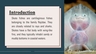 Skate Fish Introduction, Morphology & it's Characteristics. | PDF ...