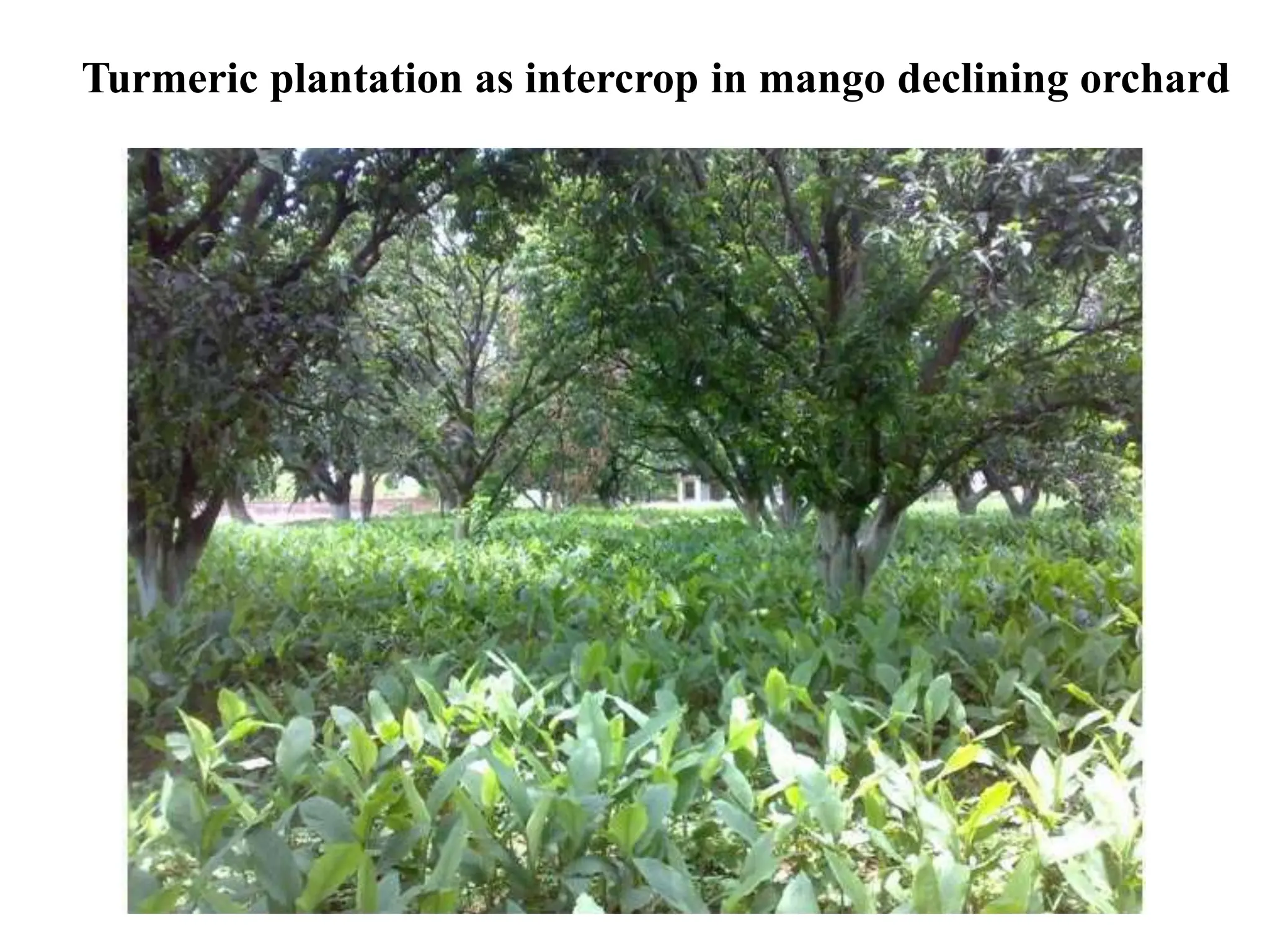 21. Highdensity planting, multistoried cropping and multiple cropping.pptx