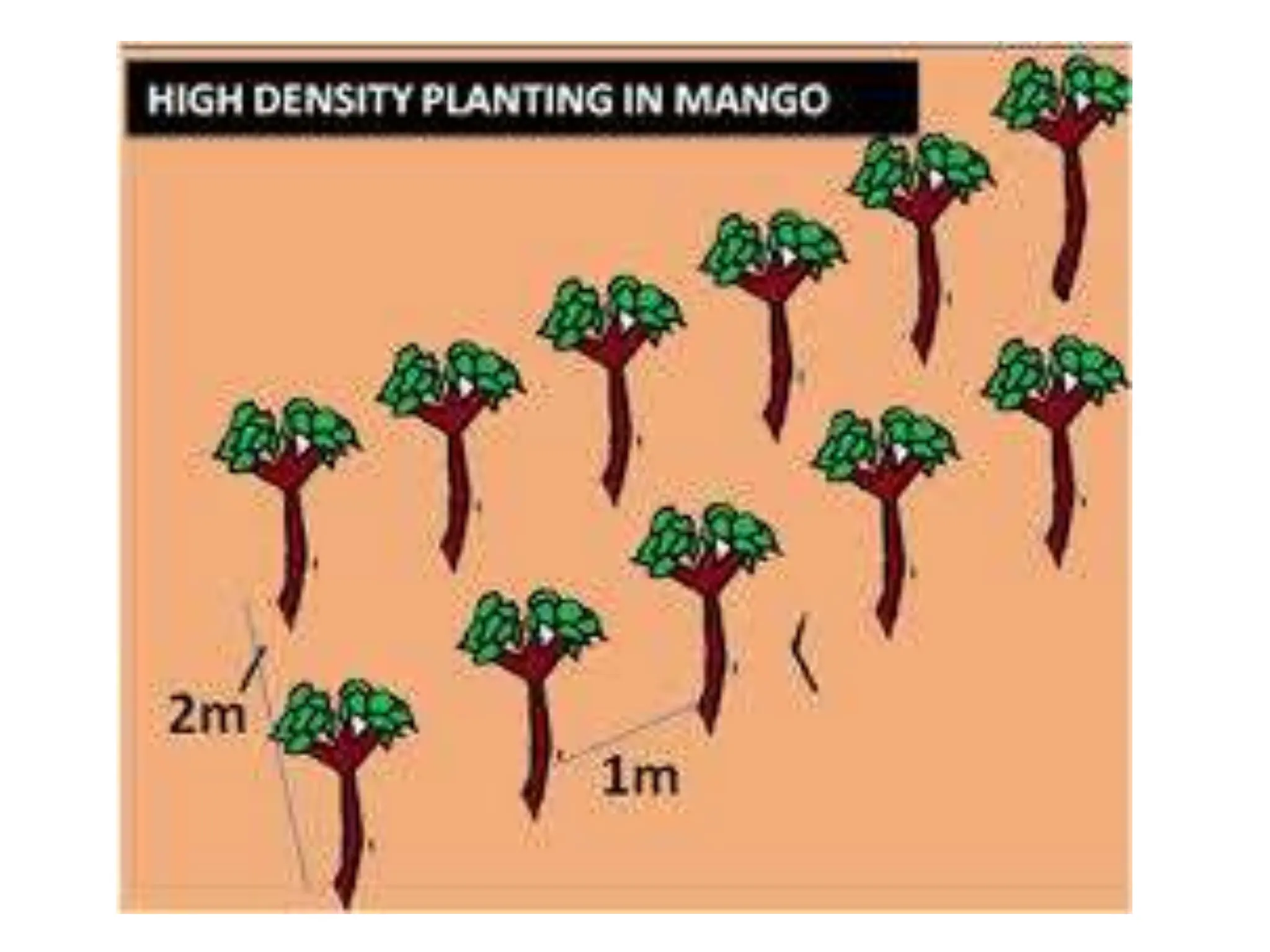 21. Highdensity planting, multistoried cropping and multiple cropping.pptx