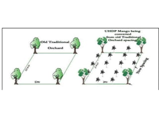 21. Highdensity planting, multistoried cropping and multiple cropping.pptx