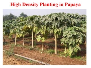 21. Highdensity planting, multistoried cropping and multiple cropping.pptx