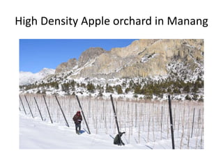 21. Highdensity planting, multistoried cropping and multiple cropping.pptx