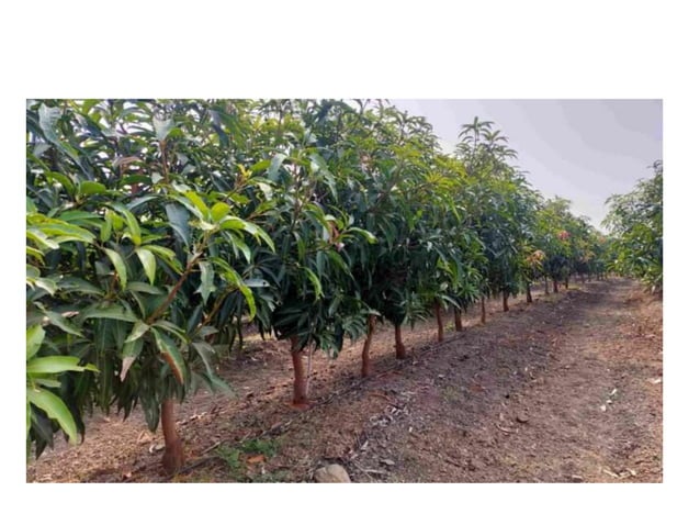 21. Highdensity planting, multistoried cropping and multiple cropping ...