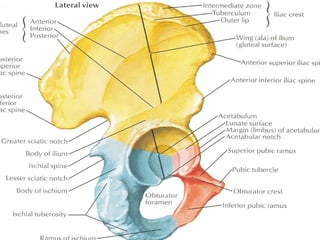 21.Hip Joint.ppt muscle orgin and insertion | PPT