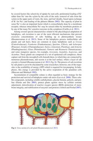 Phytoremediation of Metal and Salt Affected Soil.pdf