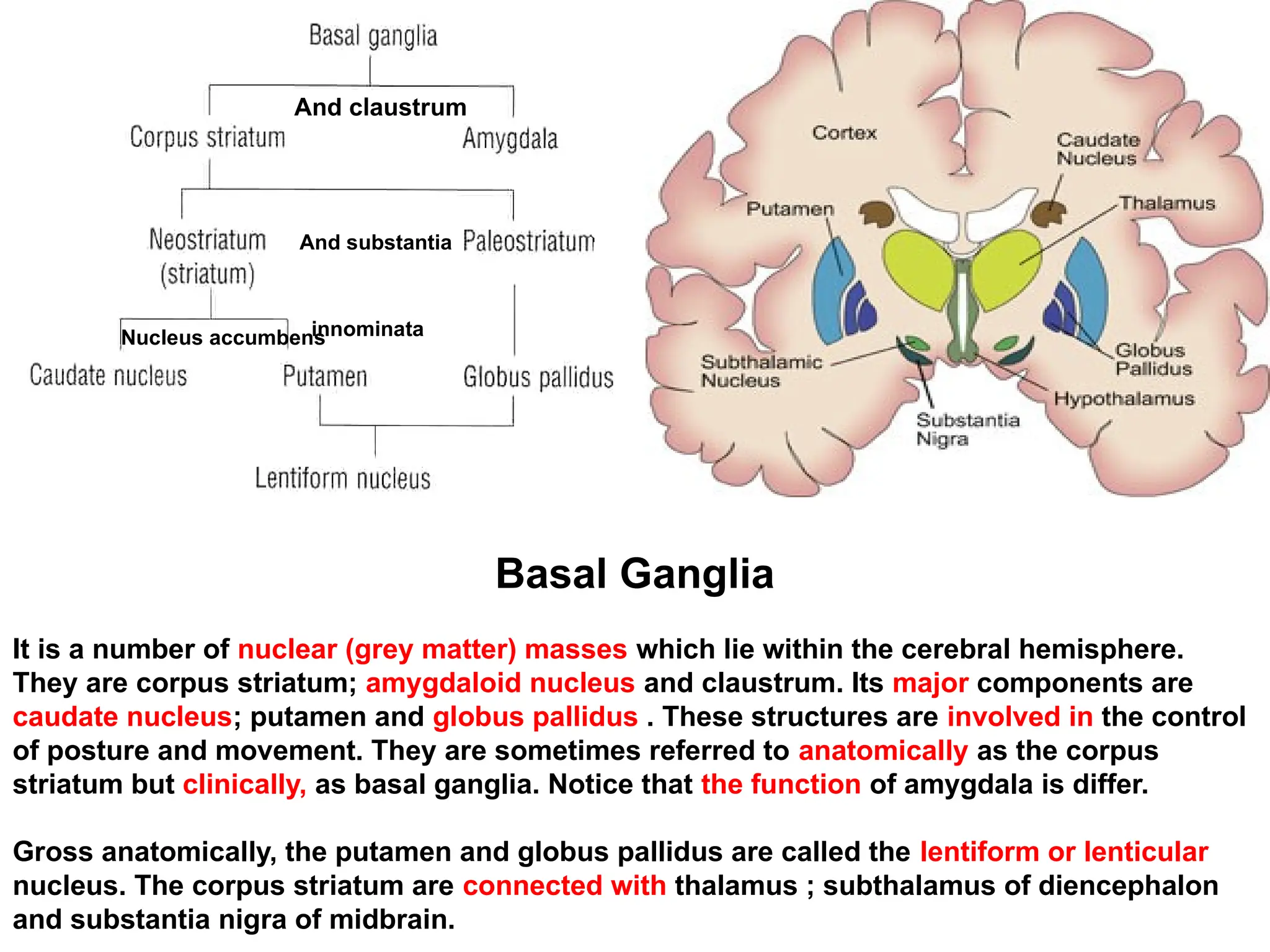 21. Basal ganglion.pptx Anatomy and Applied | PPTX