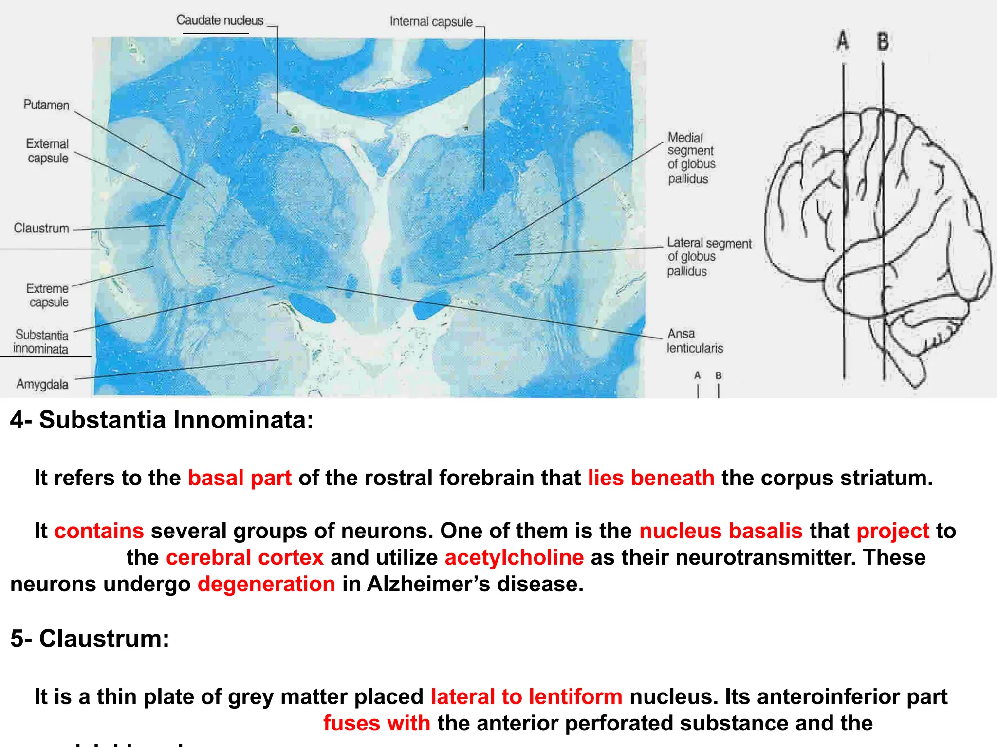 21. Basal ganglion.pptx Anatomy and Applied | PPTX