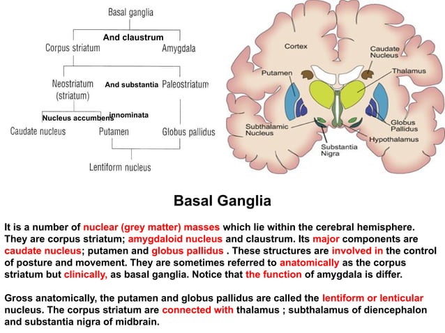 21. Basal ganglion.pptx Anatomy and Applied | PPTX