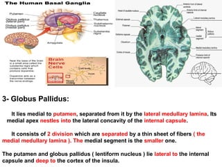 21. Basal ganglion.pptx Anatomy and Applied | PPTX
