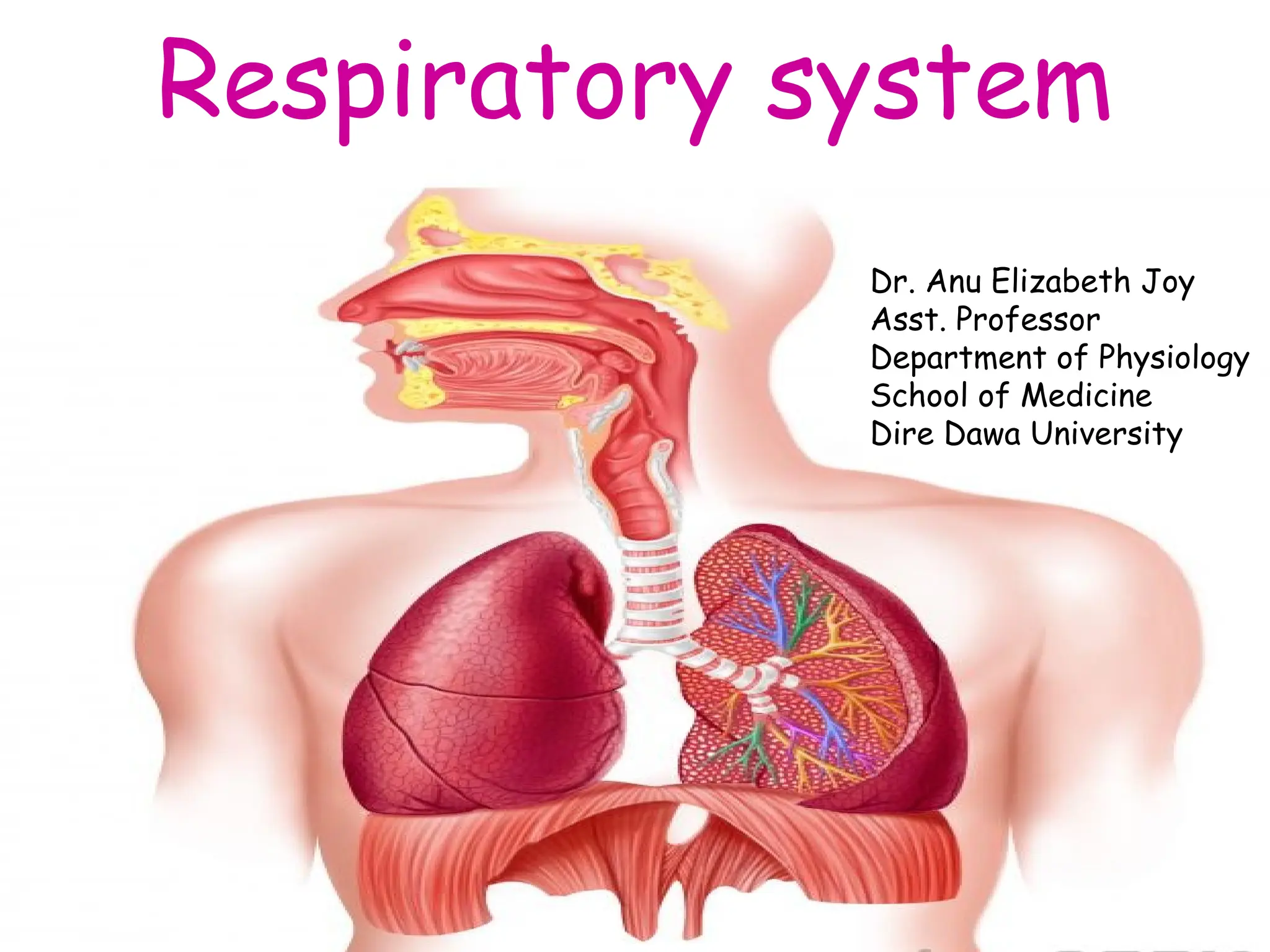 Respiratory system physiology powerpoint.pptx