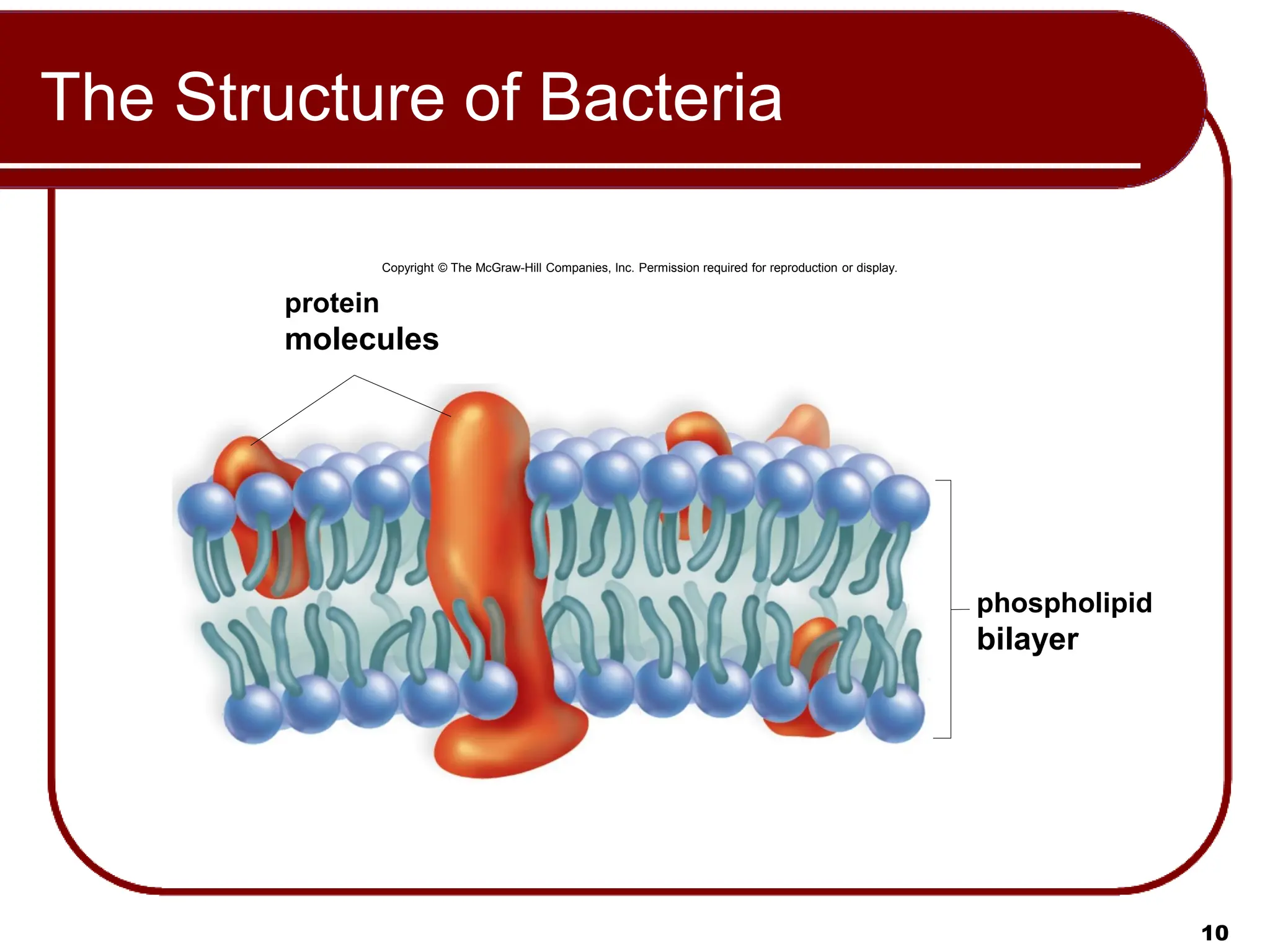 занятие 2,1.pdf cell structure and function | PPT