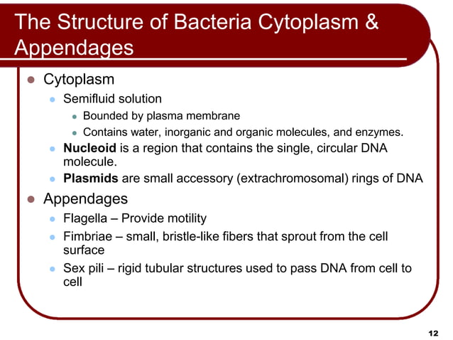 занятие 2,1.pdf cell structure and function | PPT