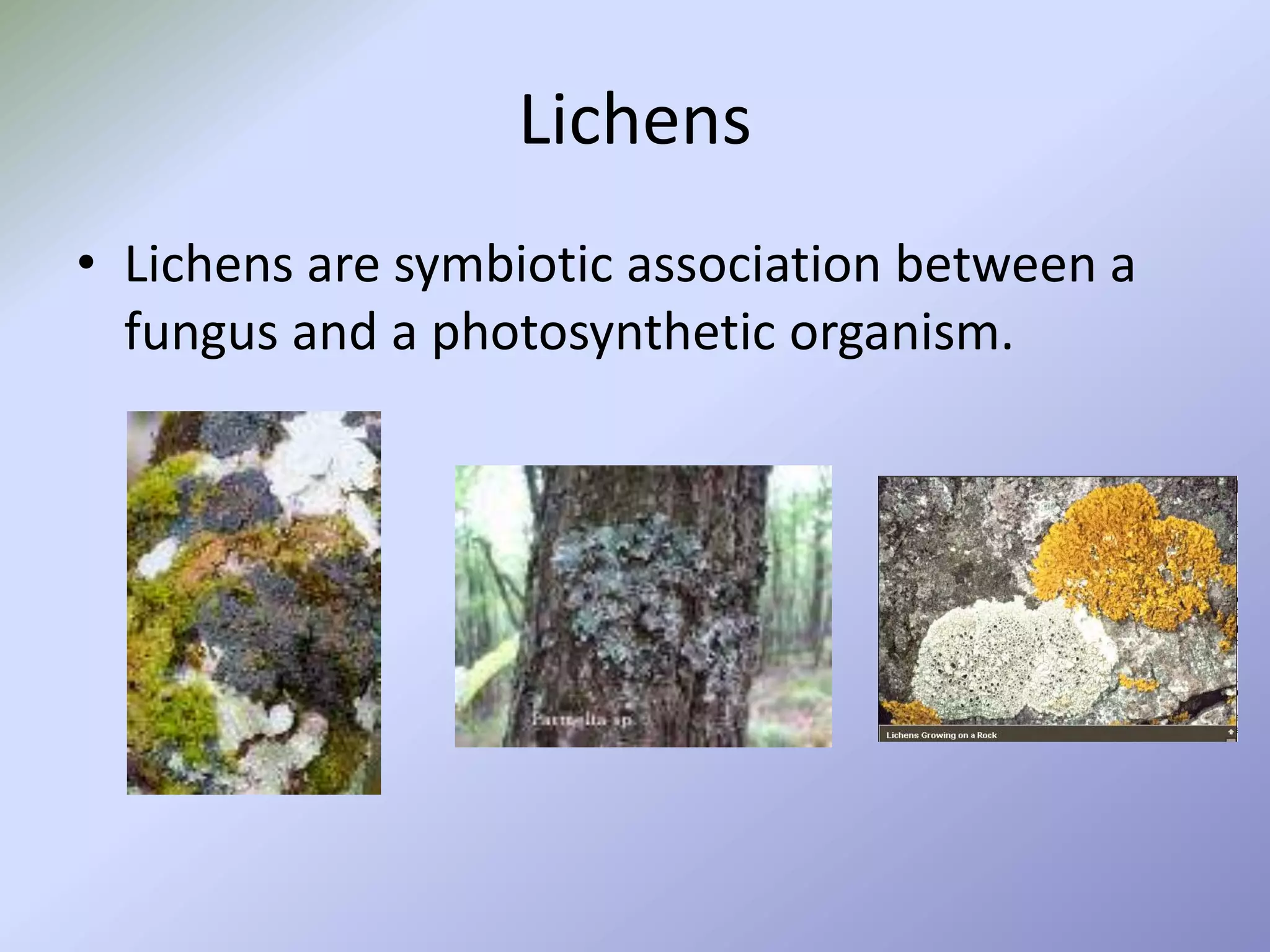 21 3 Ecology Of Fungi | PPTX