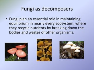21 3 Ecology Of Fungi | PPTX