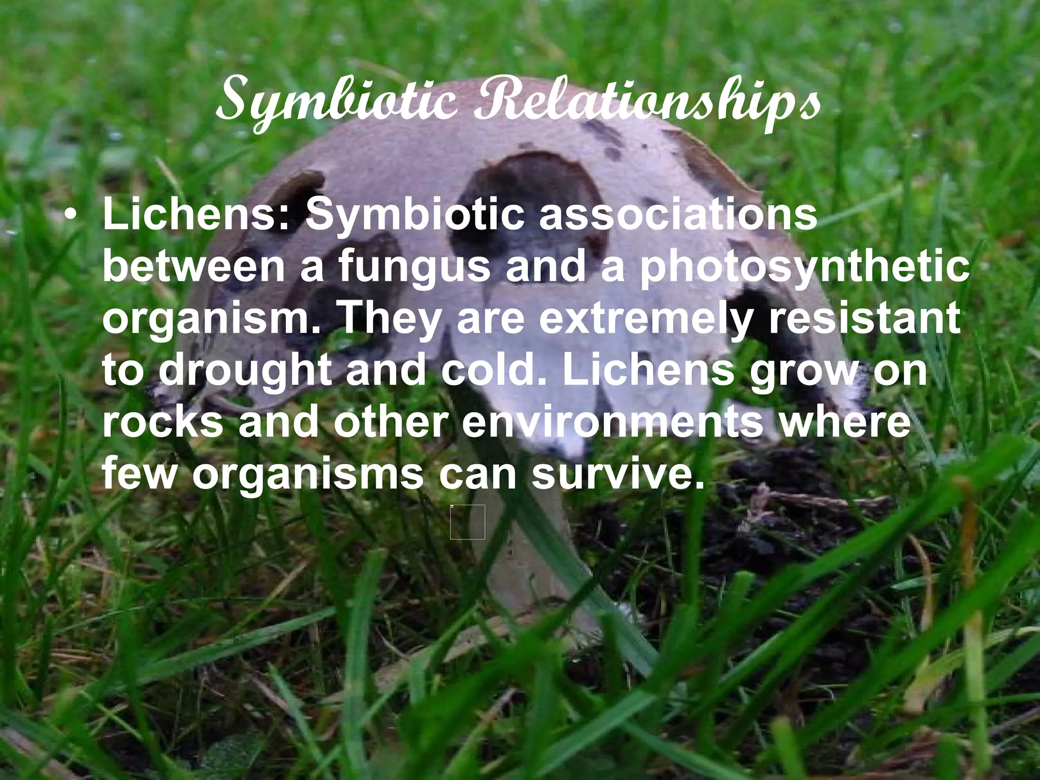 21 3 Ecology Of Fungi | PPT