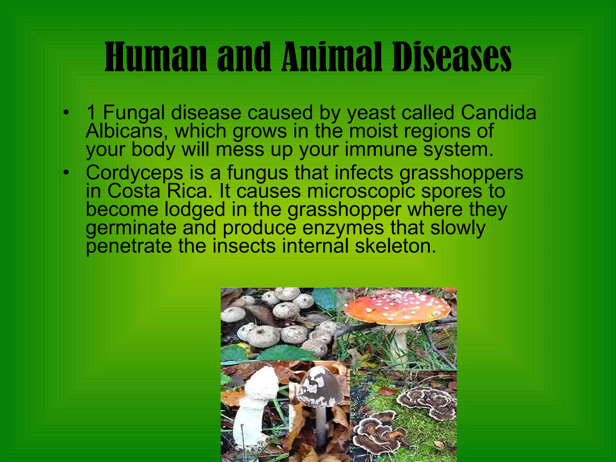21 3 Ecology Of Fungi | PPT