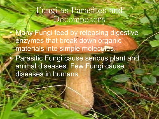 21 3 Ecology Of Fungi | PPT