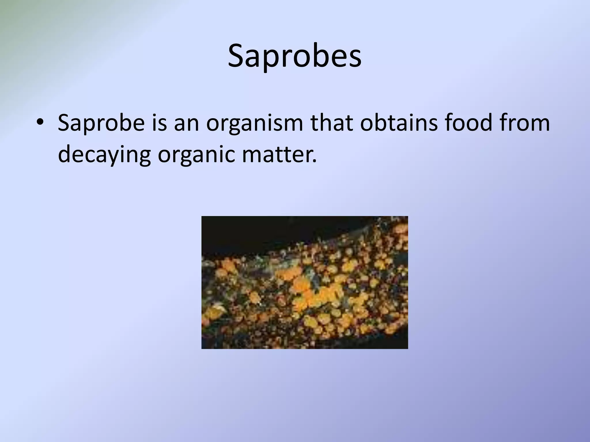 21 3 Ecology Of Fungi | PPTX