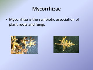 21 3 Ecology Of Fungi | PPTX