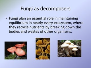 21 3 Ecology Of Fungi | PPTX