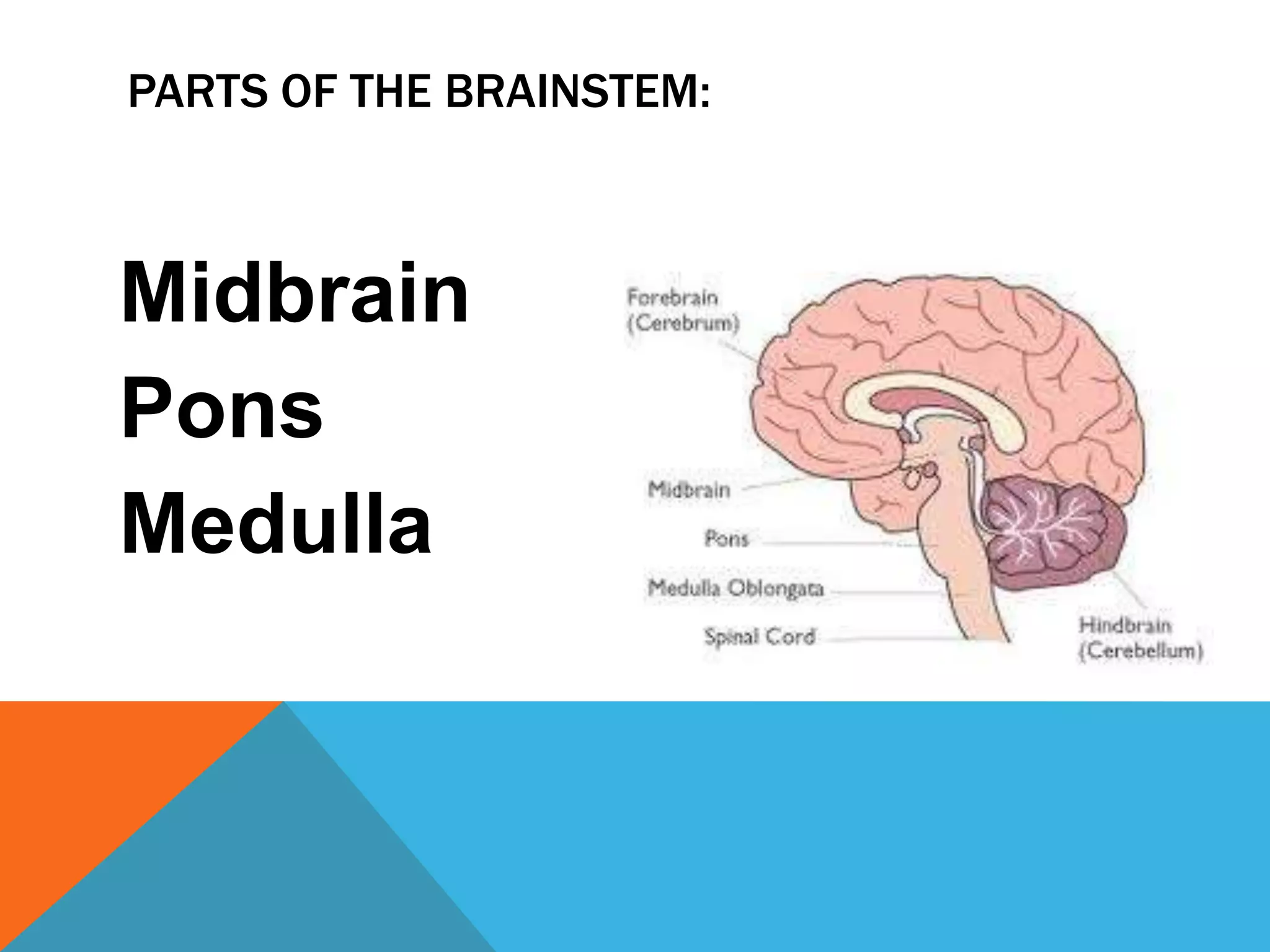 21. brain stem and diencephalon | PPTX