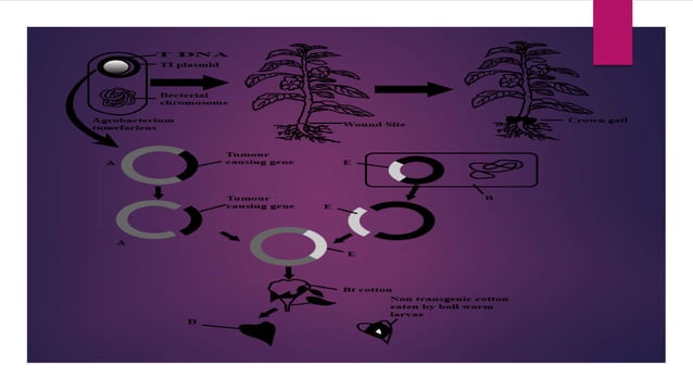 Bacteria Pptx