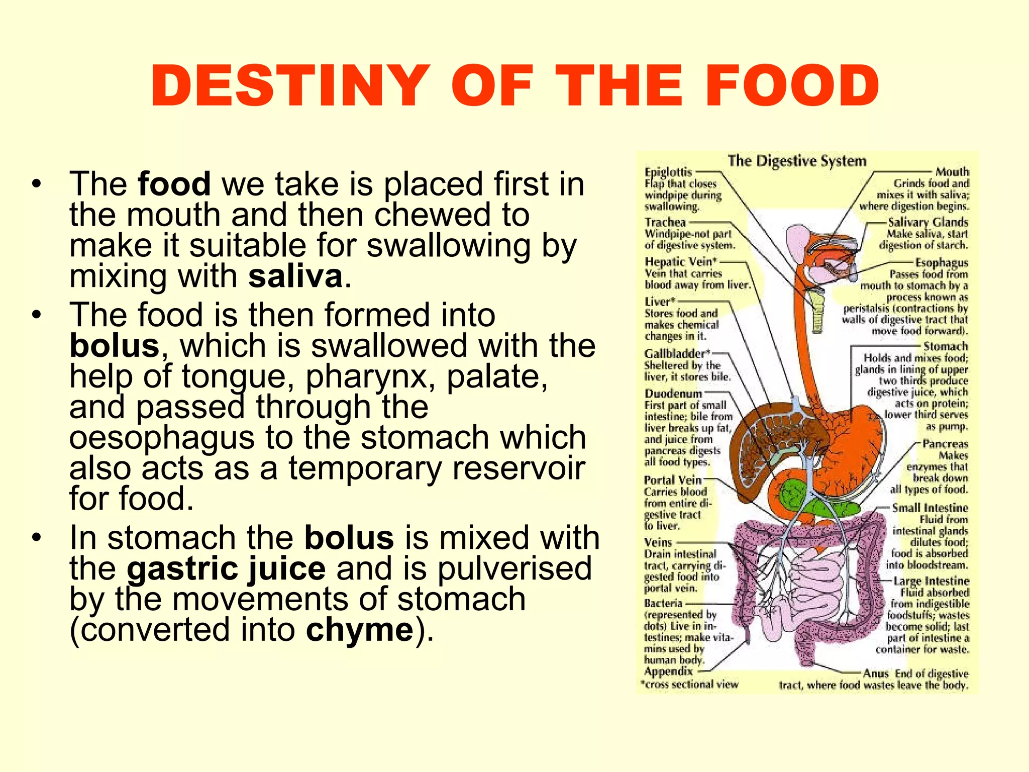 digestive system-1 | PPT