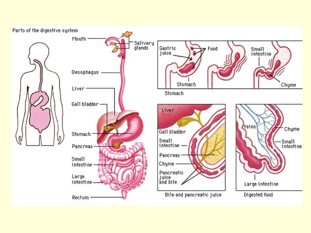 21. digestive system-1-08-09 | PPT
