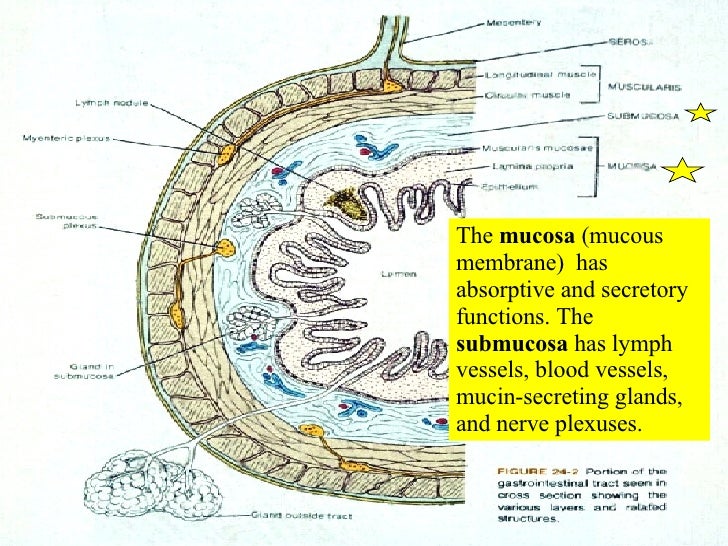 21 Digestive System #1