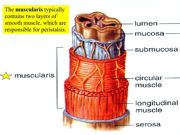 21 Digestive System #1