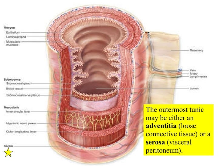 21 Digestive System #1