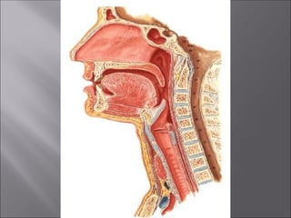Basic Anatomy of Pharynx for students. ppt | PPT