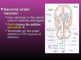 21 spinal cord tracts iby prc | PPT