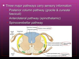 21 spinal cord tracts iby prc | PPT