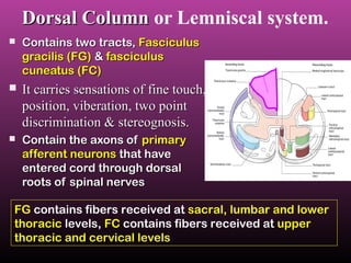 21 spinal cord tracts iby prc | PPT