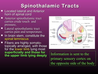 21 spinal cord tracts iby prc | PPT