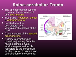 21 spinal cord tracts iby prc | PPT