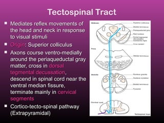 21 spinal cord tracts iby prc | PPT