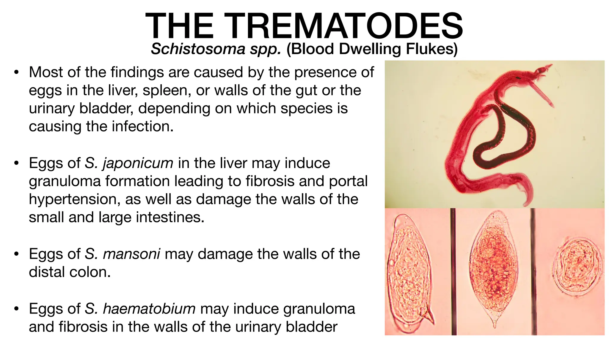 The Parasitic Infections of Humans (Part 3 - Trematodes).pdf