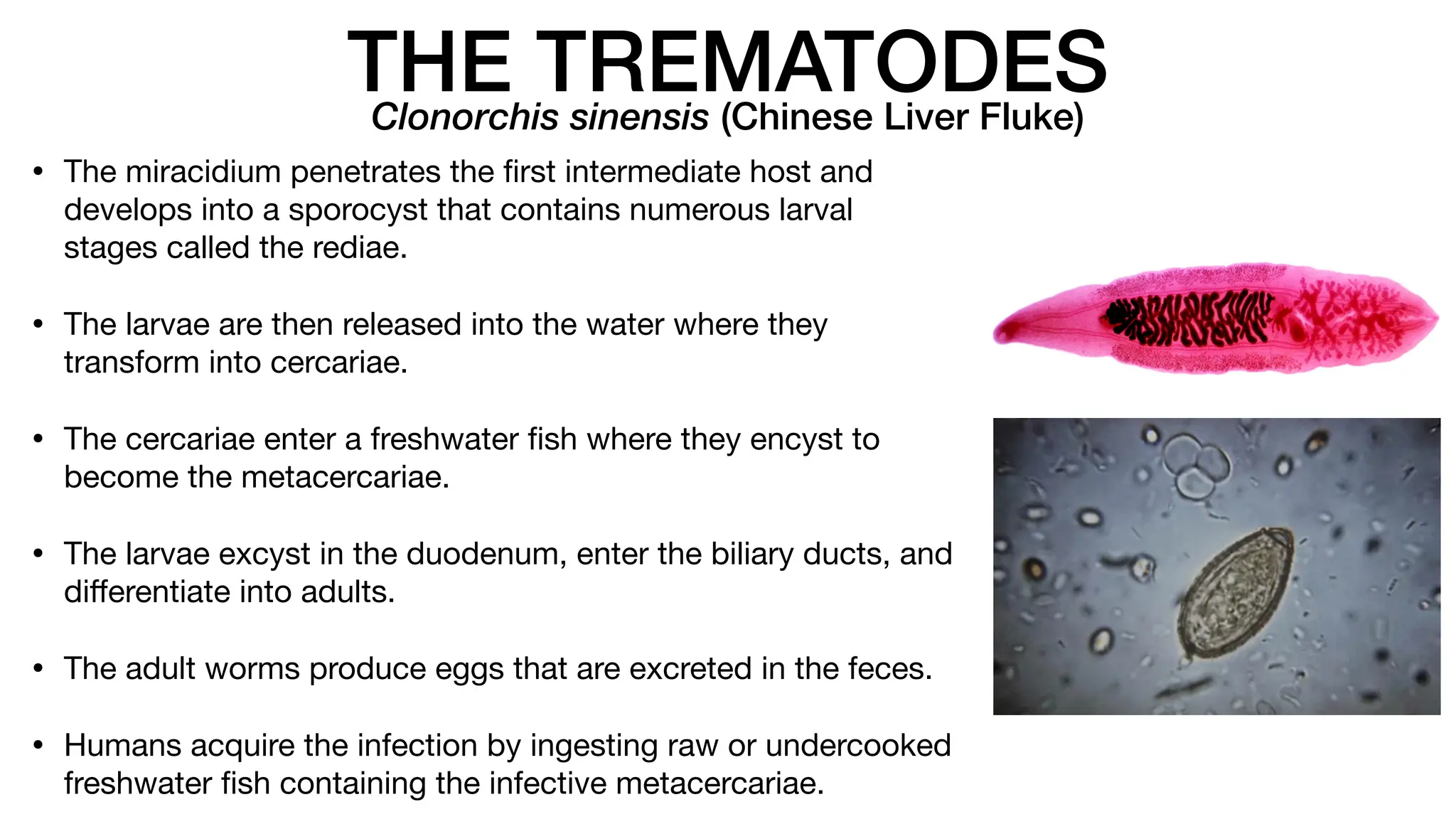 The Parasitic Infections of Humans (Part 3 - Trematodes).pdf