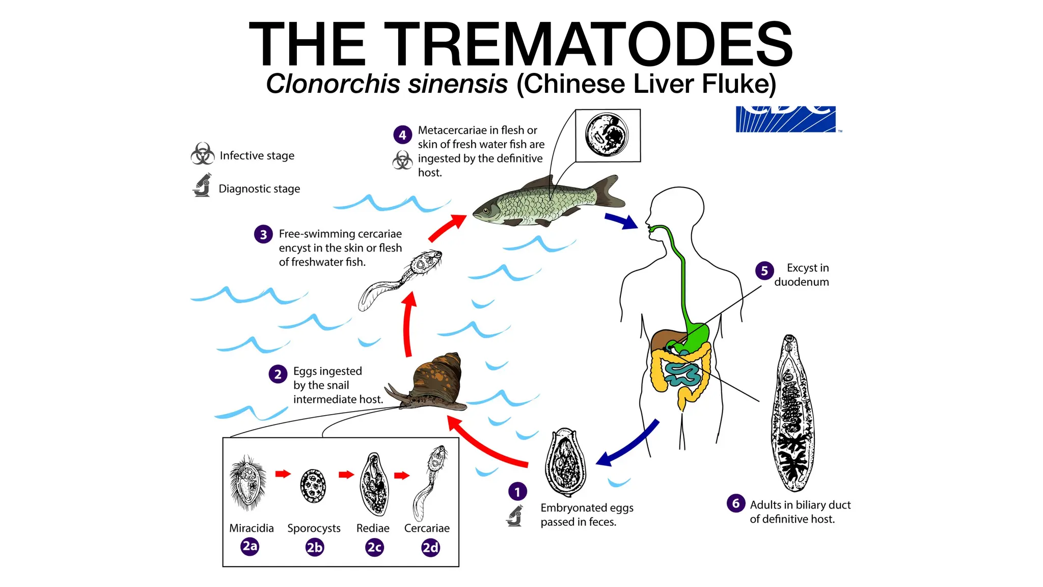 The Parasitic Infections of Humans (Part 3 - Trematodes).pdf