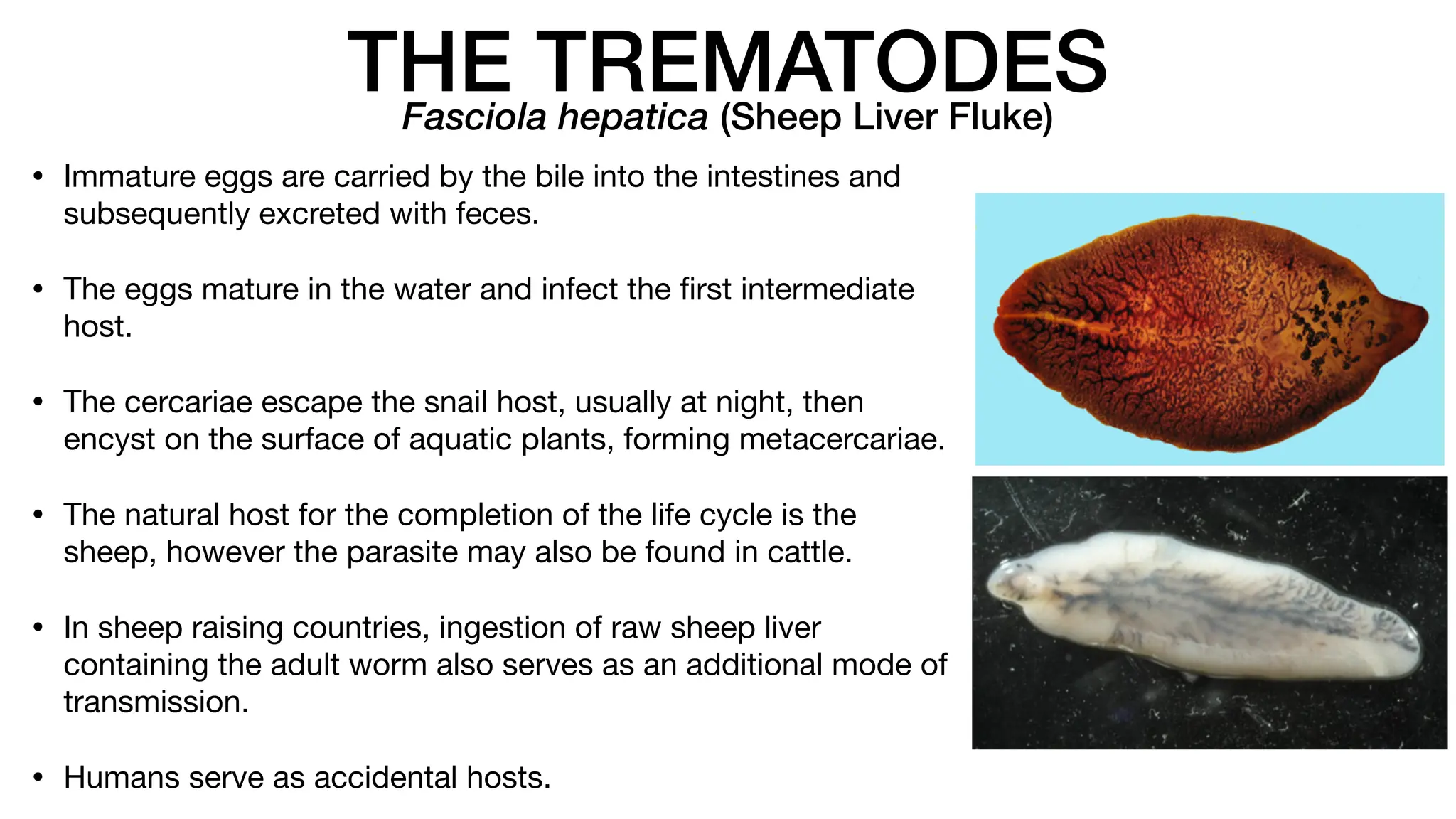 The Parasitic Infections of Humans (Part 3 - Trematodes).pdf