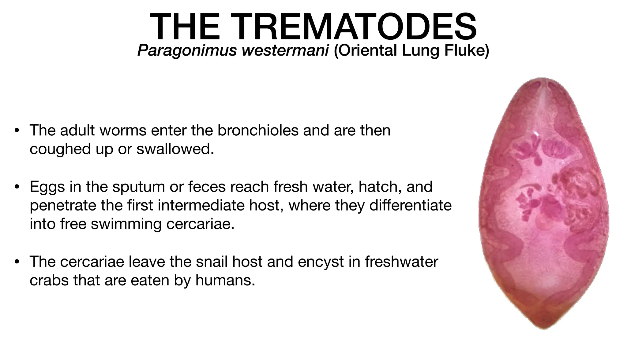 The Parasitic Infections of Humans (Part 3 - Trematodes).pdf