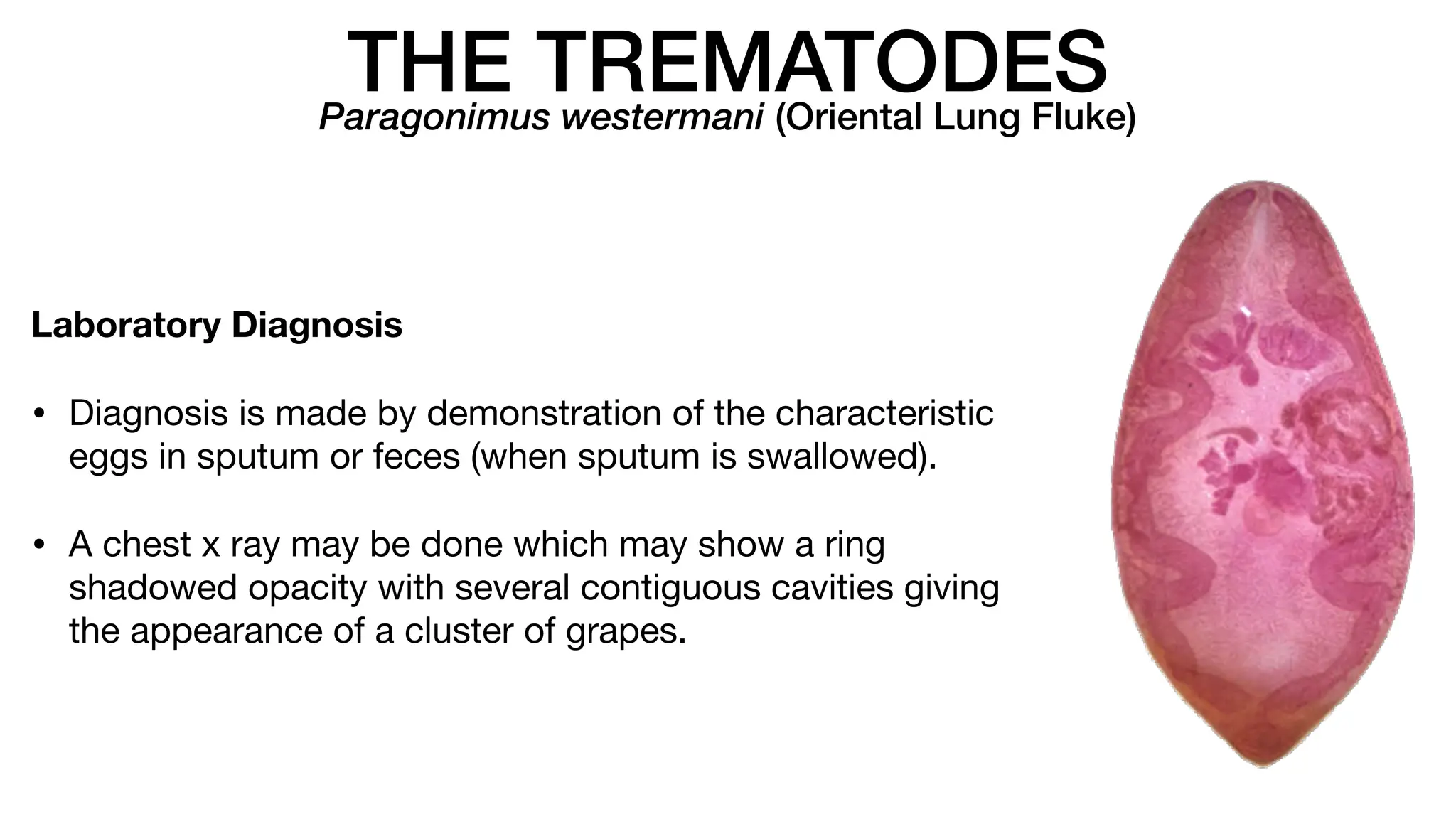 The Parasitic Infections of Humans (Part 3 - Trematodes).pdf